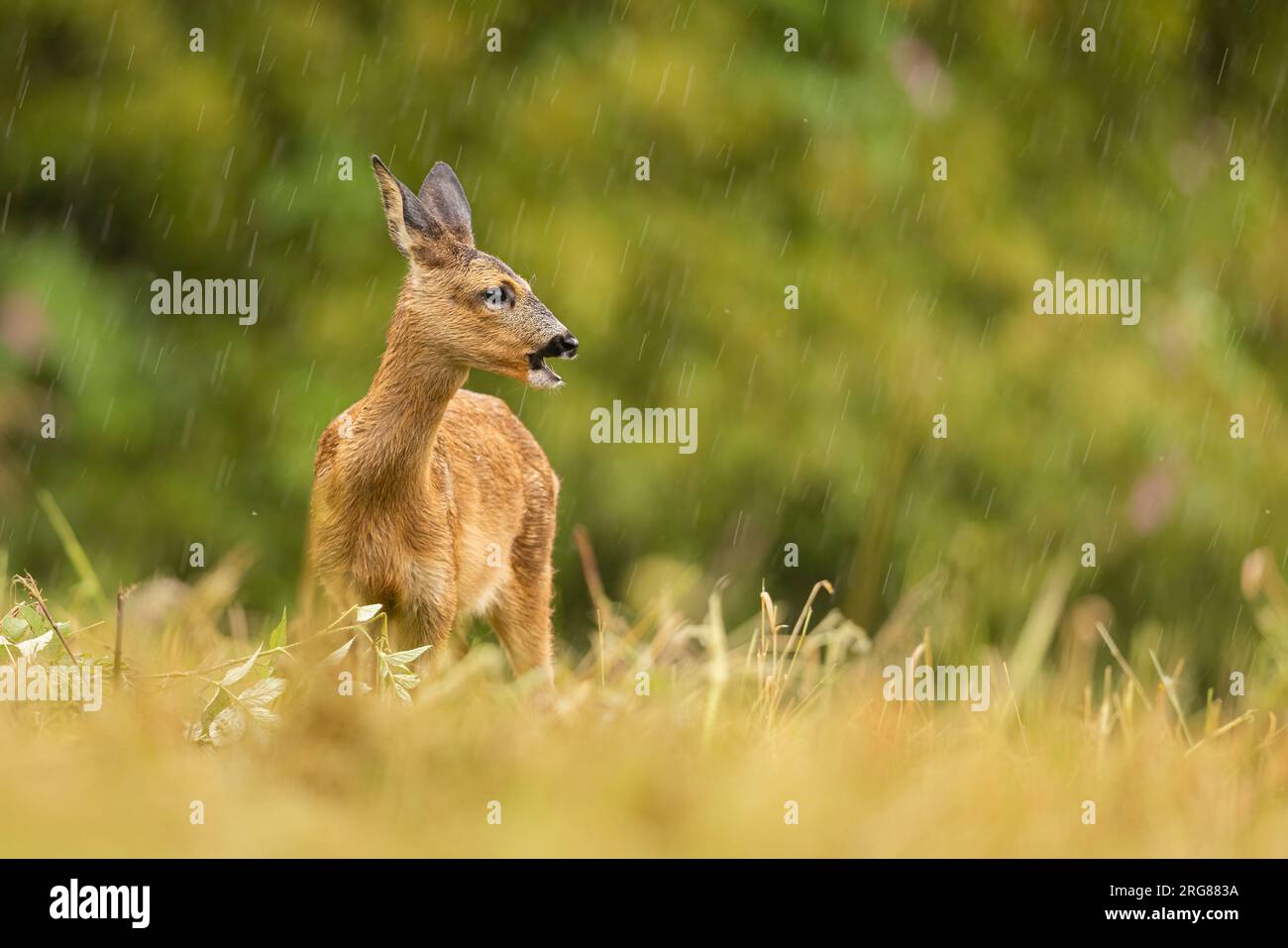 Rain deers hi-res stock photography and images - Alamy