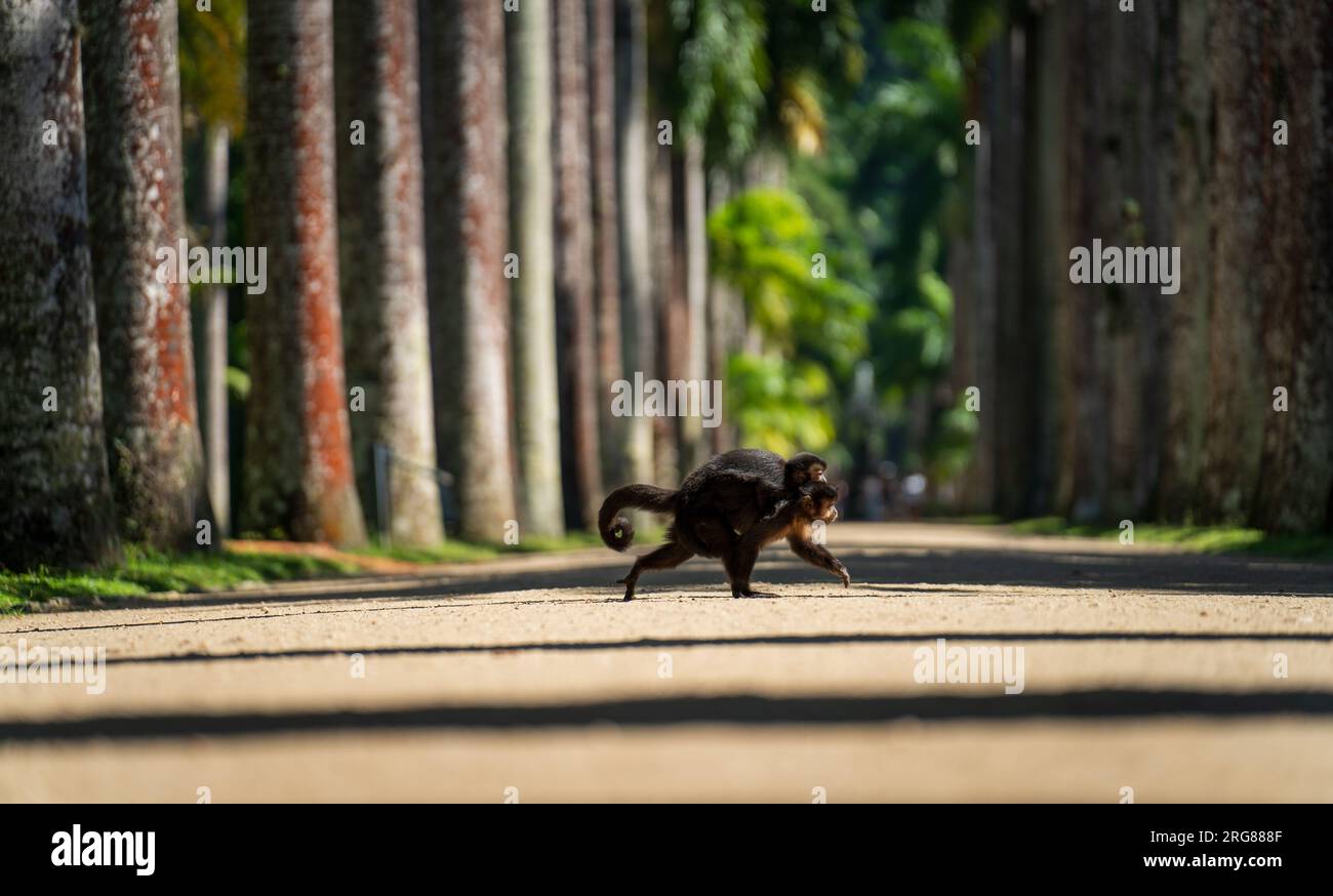 Mother Monkey Travelling Through Forest With Baby On Her Back Stock ...