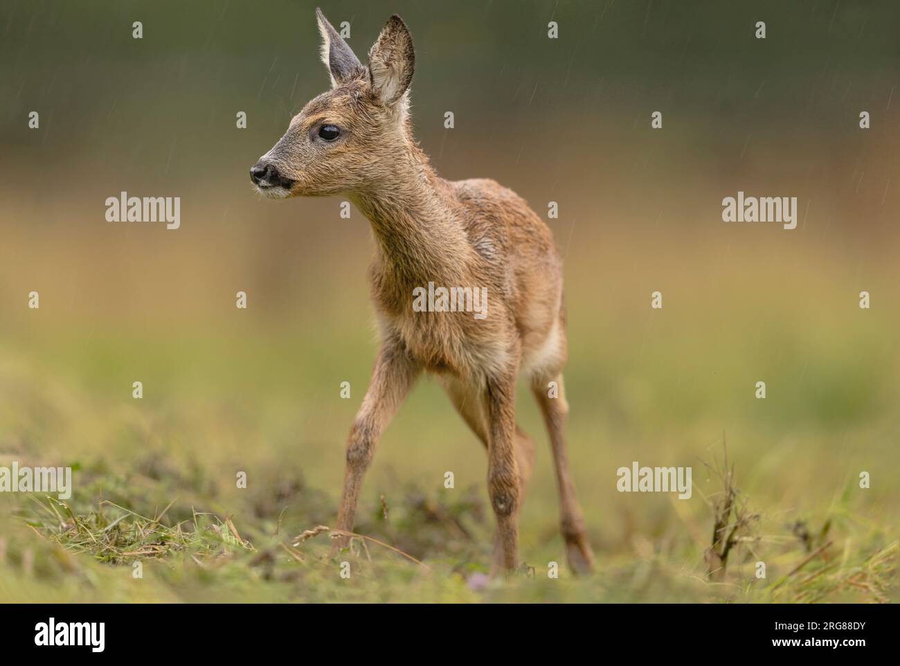 Rain deers hi-res stock photography and images - Alamy