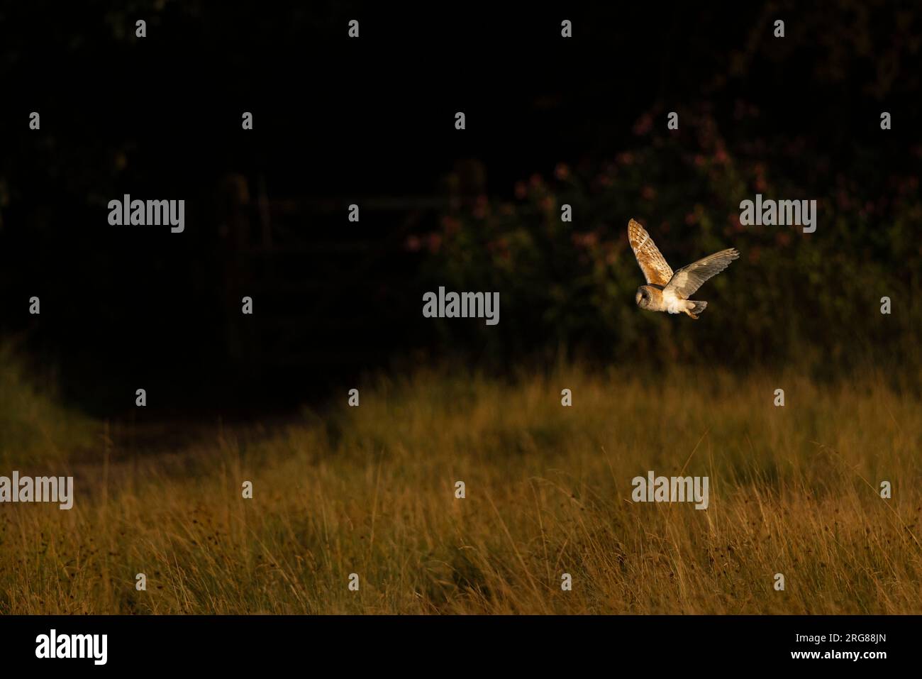 Barn owl hunting over field hi-res stock photography and images - Alamy
