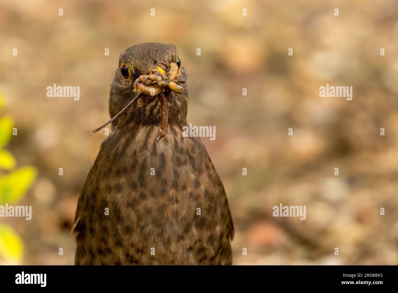 Female blackbird with a beak full of worms and grubs to take back to ...