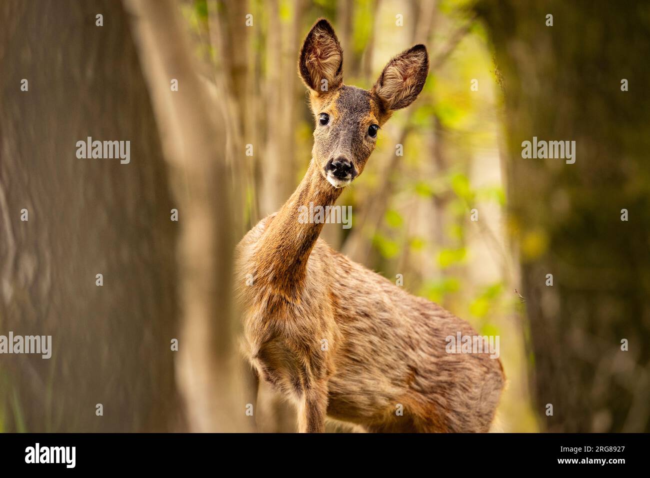 Roe Deer peering between trees Stock Photo - Alamy