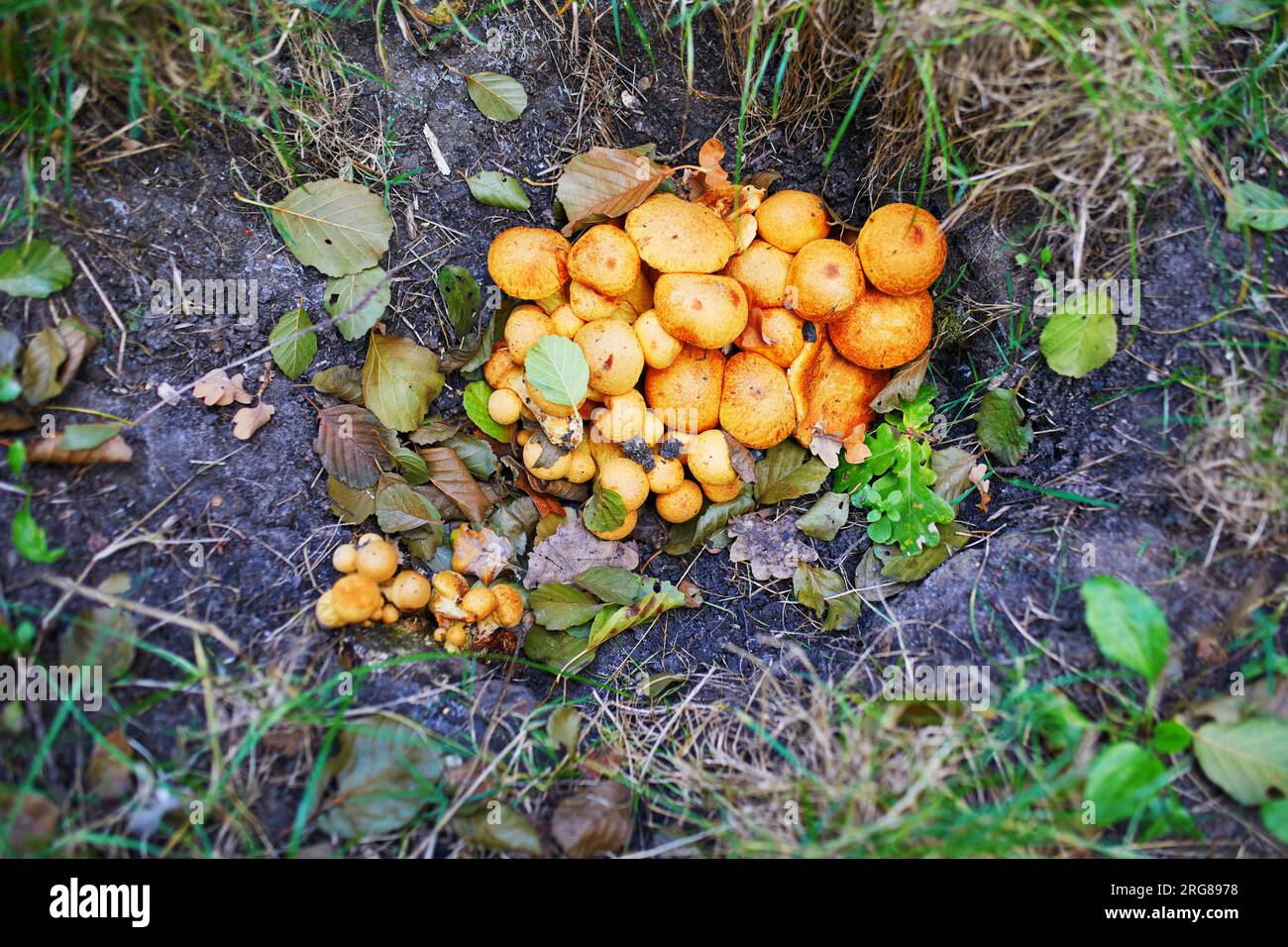 Honey fungus in forest grass. Edible mushroom hunting or gathering wild ...