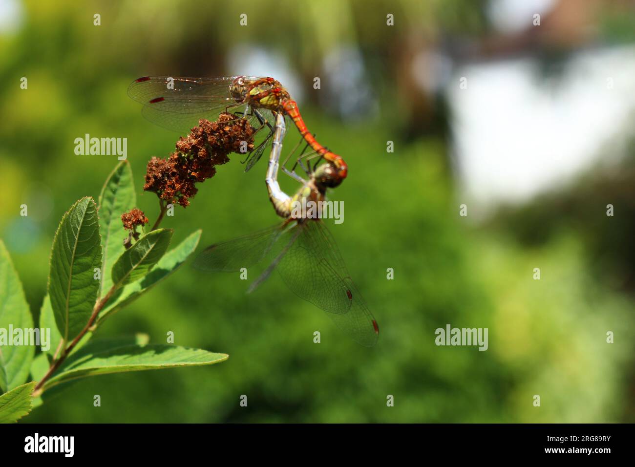 London, UK. 7th Aug, 2023. A Common Darter Dragonfly pair is seen ...