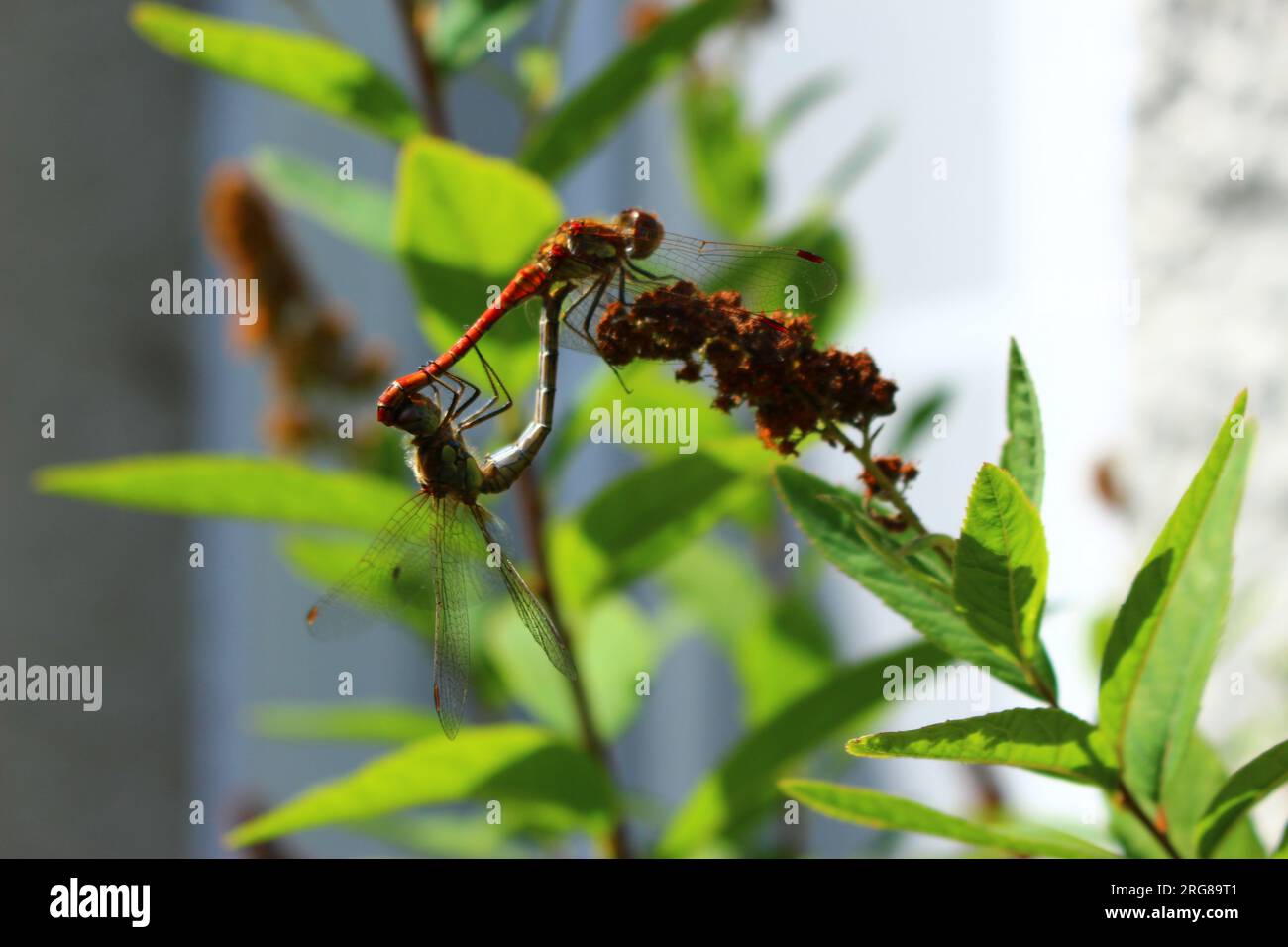London, UK. 7th Aug, 2023. A Common Darter Dragonfly pair is seen ...