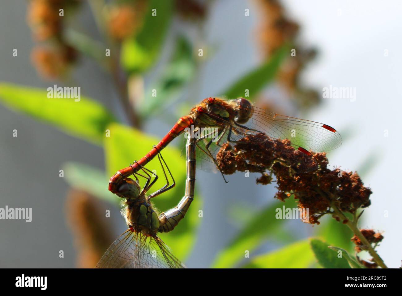 London, UK. 7th Aug, 2023. A Common Darter Dragonfly pair is seen ...