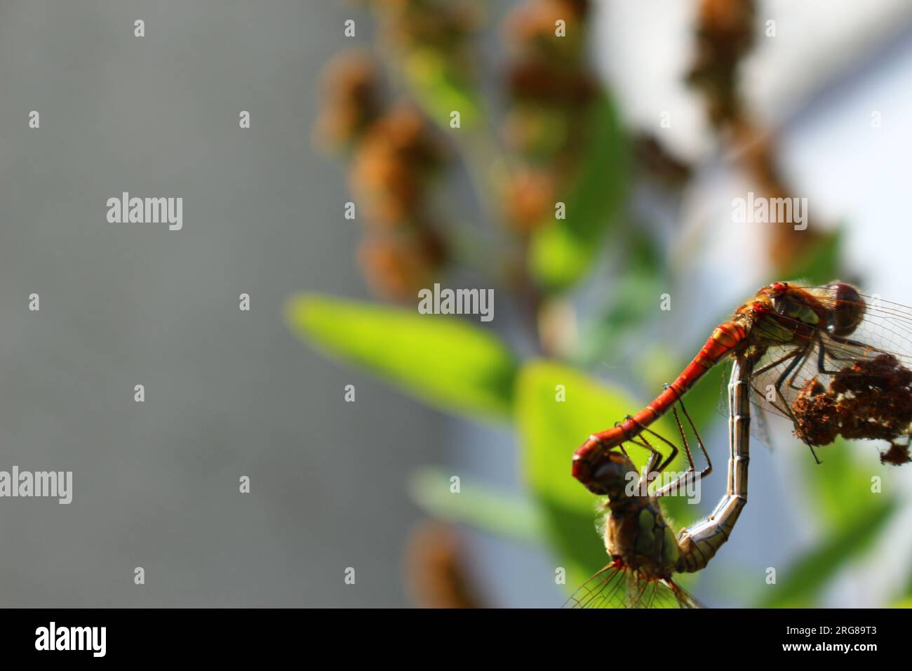 London, UK. 7th Aug, 2023. A Common Darter Dragonfly pair is seen ...
