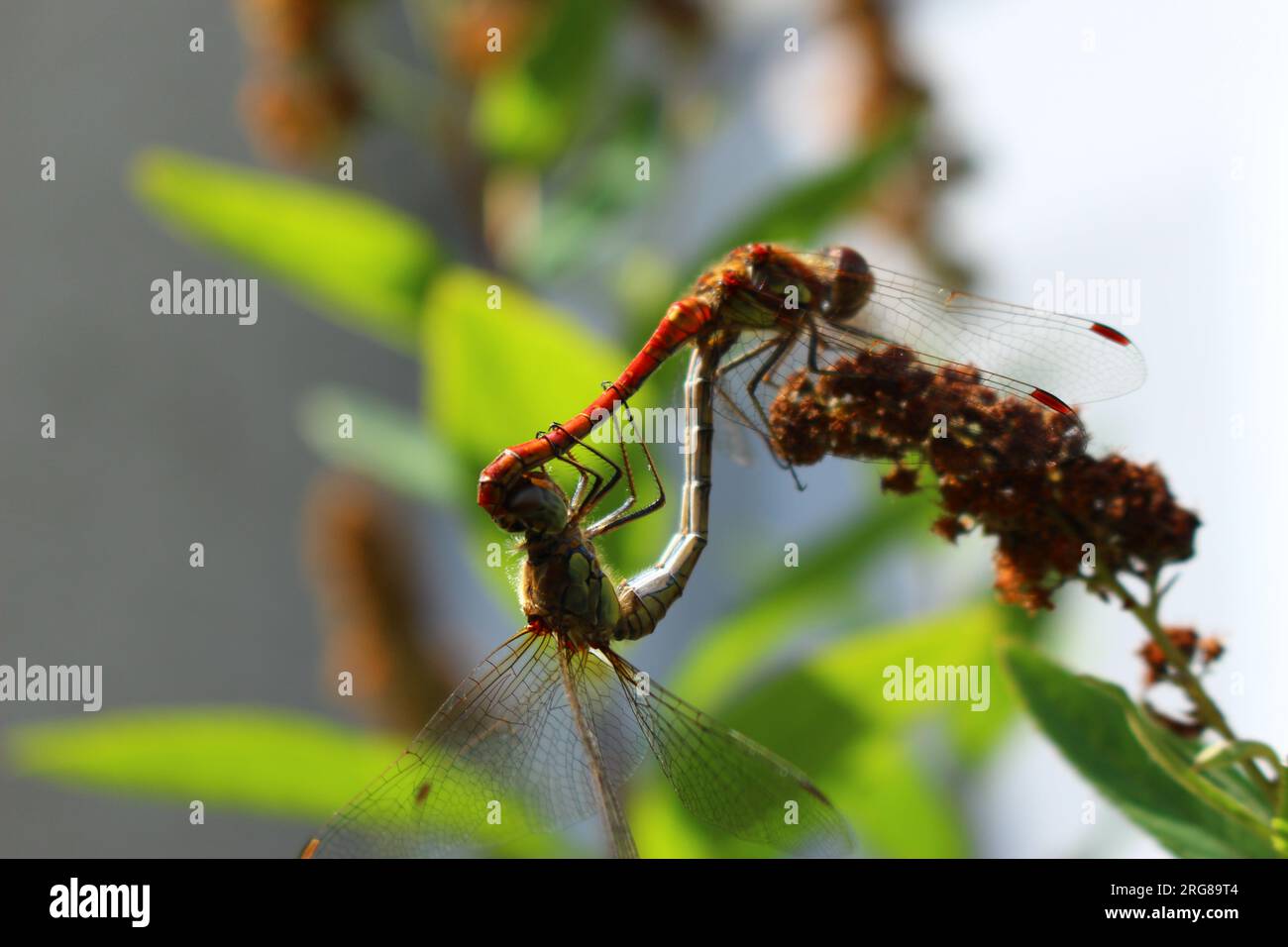London, UK. 7th Aug, 2023. A Common Darter Dragonfly pair is seen ...