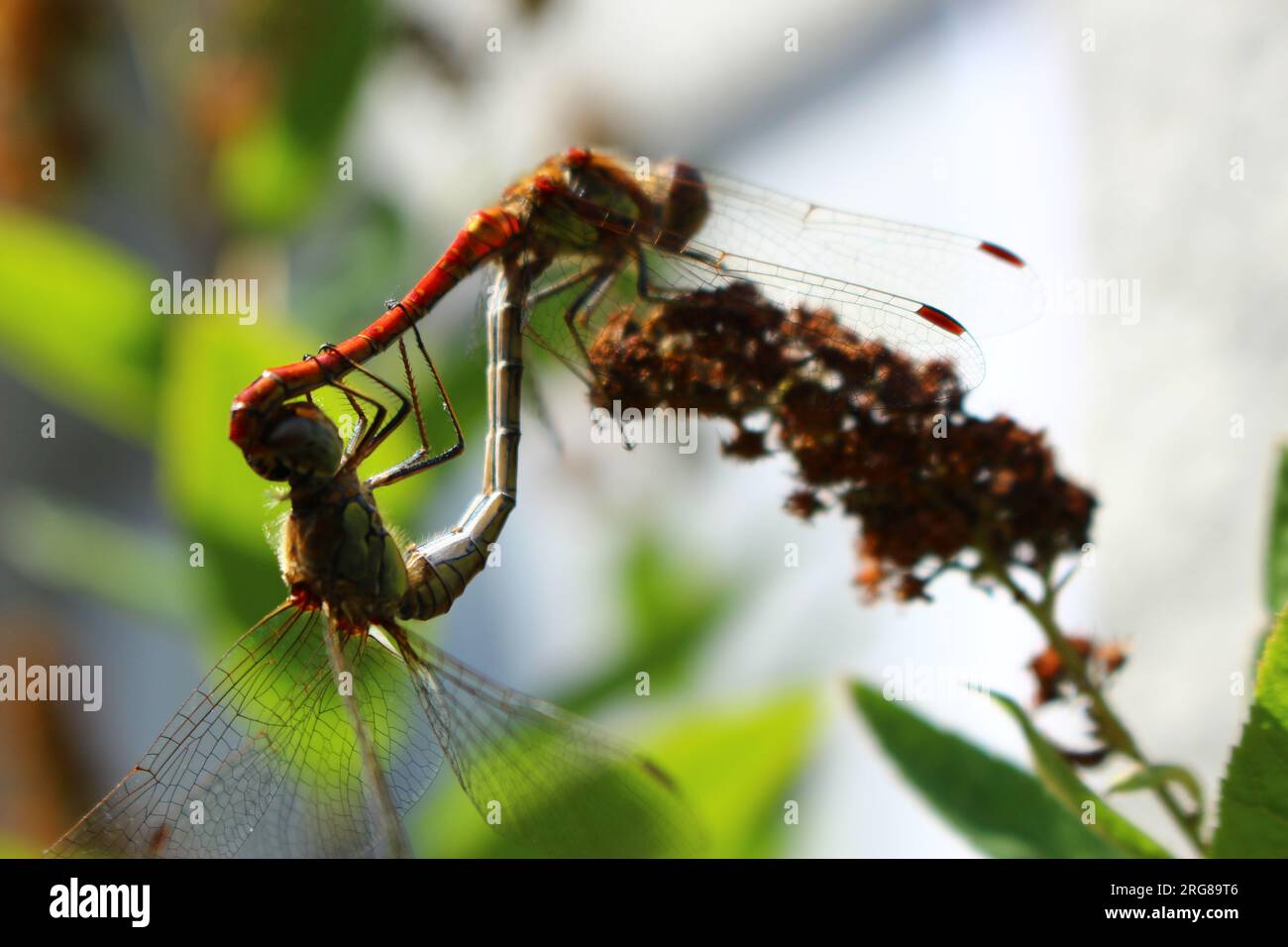 London, UK. 7th Aug, 2023. A Common Darter Dragonfly pair is seen ...