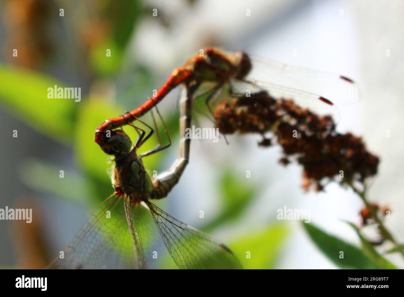 London, UK. 7th Aug, 2023. A Common Darter Dragonfly pair is seen ...