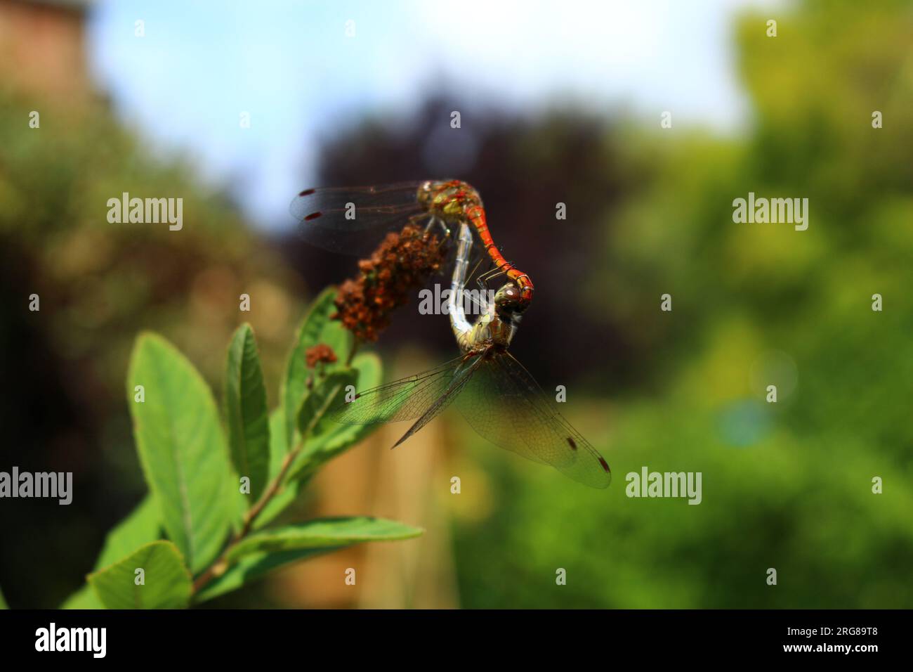 London, UK. 7th Aug, 2023. A Common Darter Dragonfly pair is seen ...