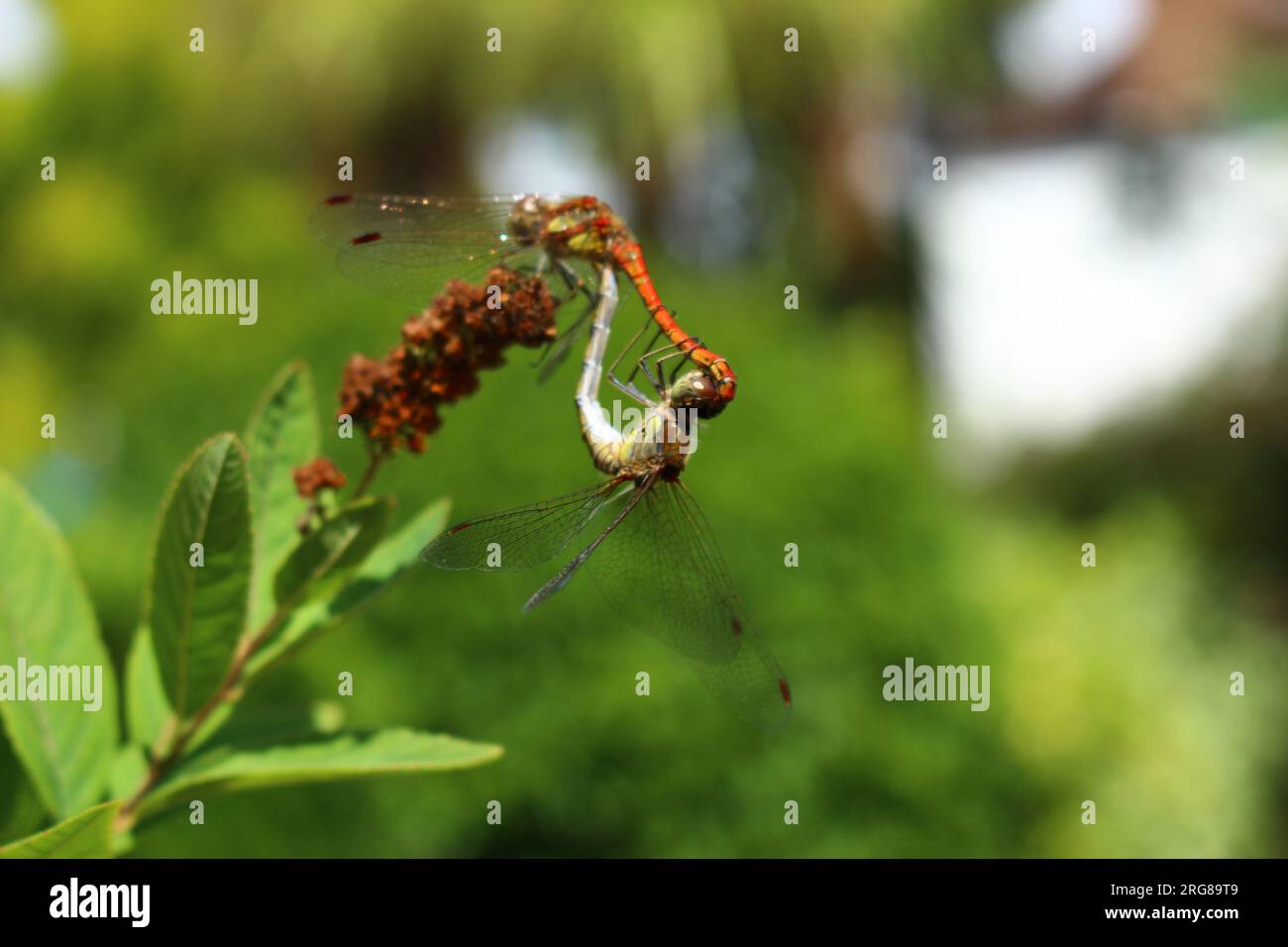 London, UK. 7th Aug, 2023. A Common Darter Dragonfly pair is seen ...