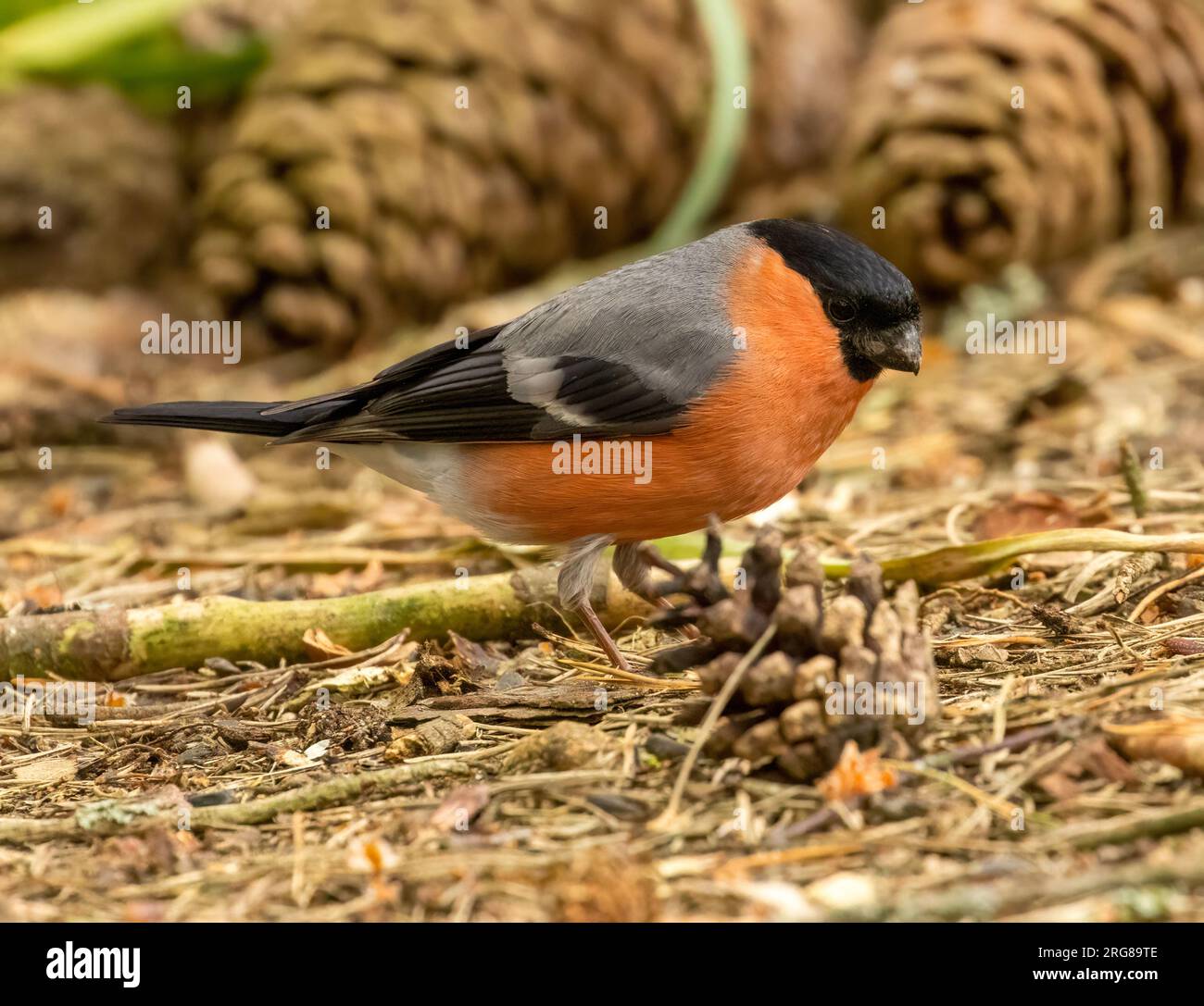 Male bullfinch foraging for food on the forest floor Stock Photo - Alamy