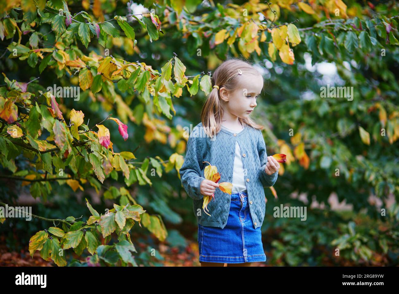 Adorable preschooler girl enjoying autumn day outdoors. Happy child gathering autumn leaves in ...