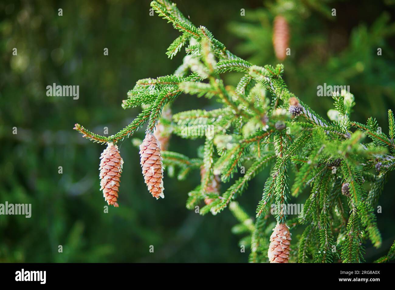 New young spruce cones on spruce branch Stock Photo - Alamy