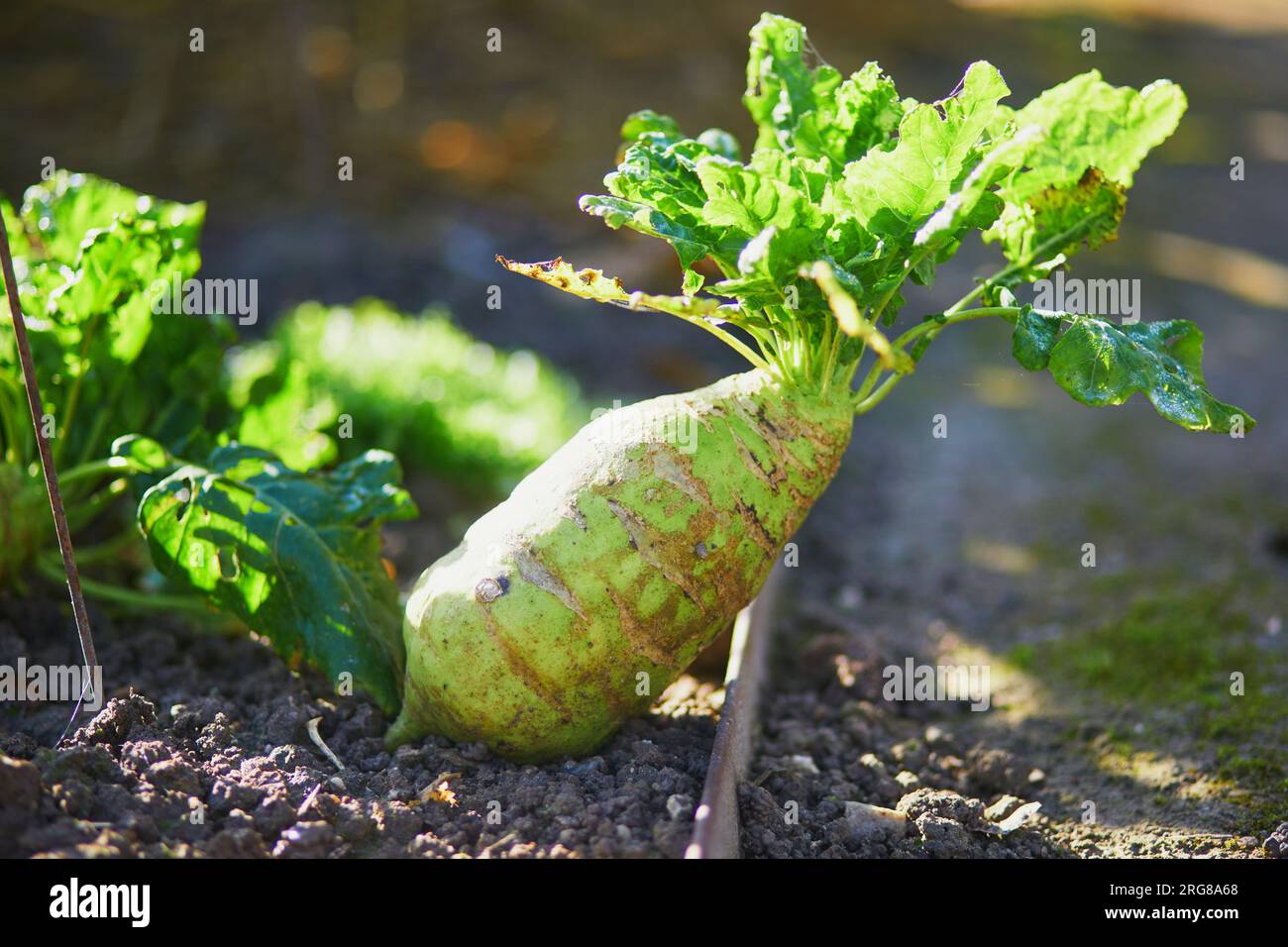 Turnip form hi-res stock photography and images - Alamy