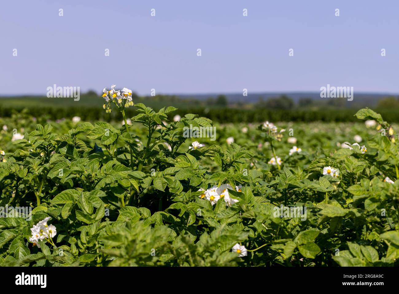 Green potato bushes in the field, growing potatoes in the field in the ...