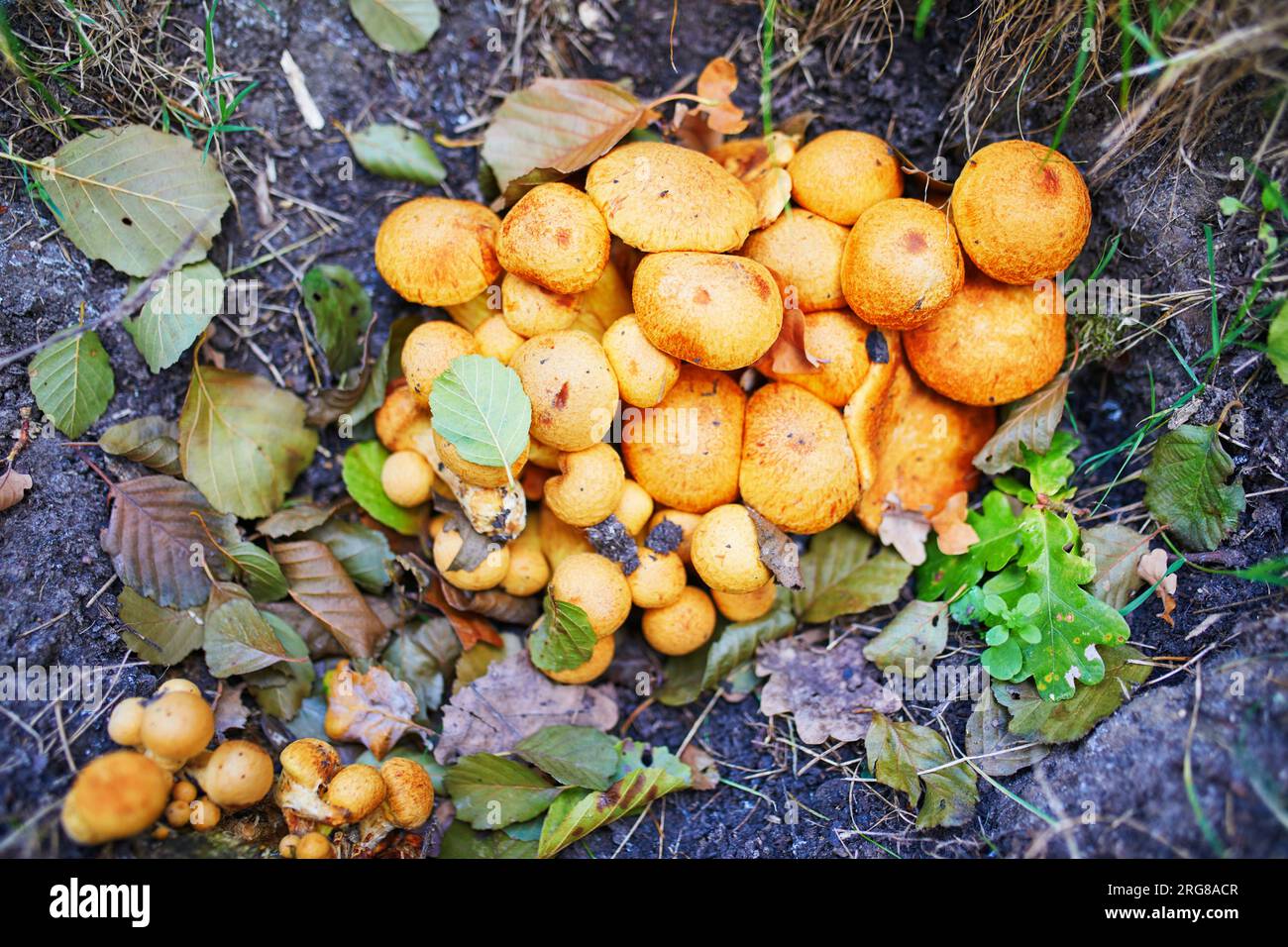 Honey fungus in forest grass. Edible mushroom hunting or gathering wild ...