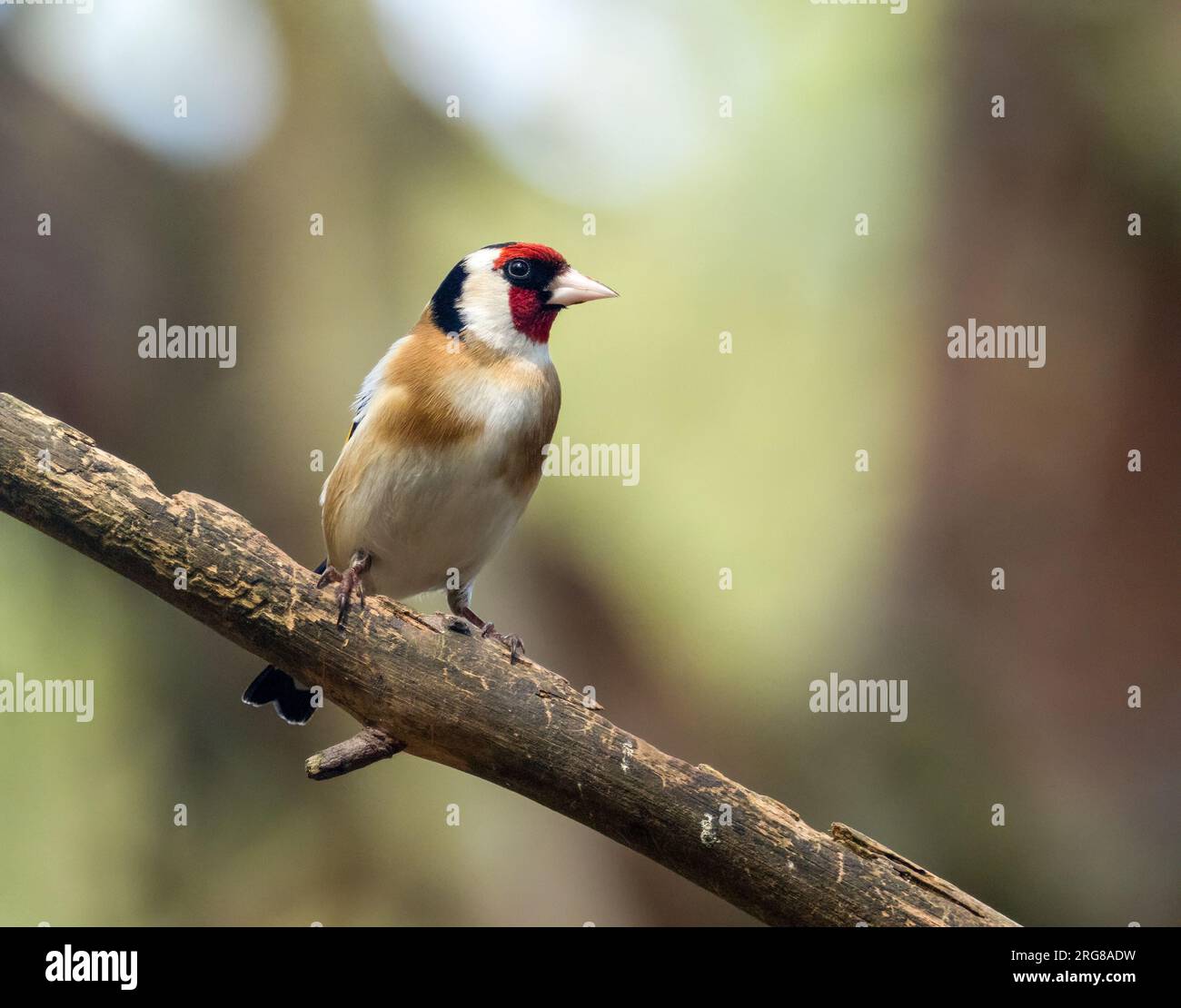 Bright coloured plumage hi-res stock photography and images - Alamy