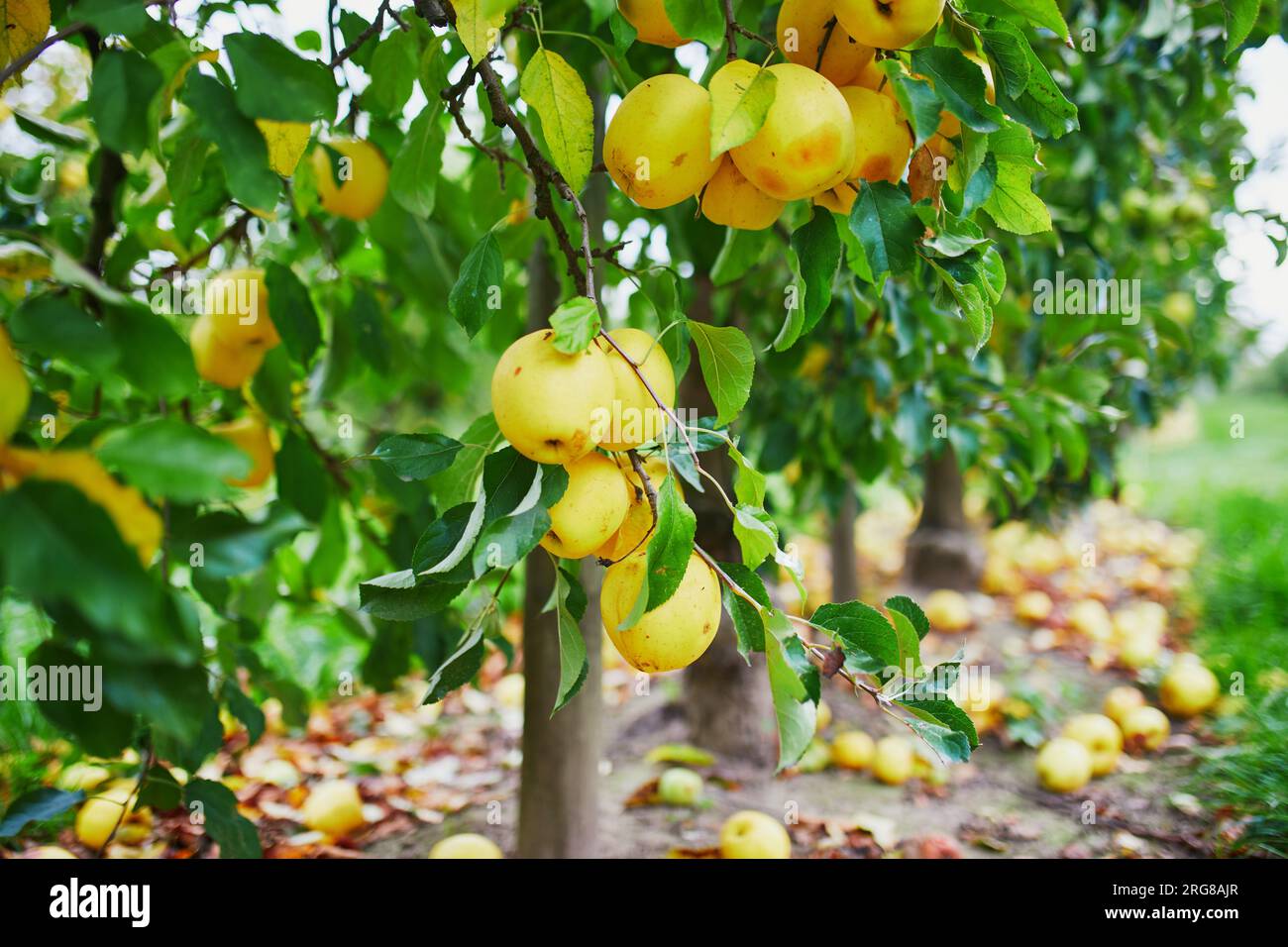 Yellow ripe organic apples on apple tree branch Stock Photo - Alamy