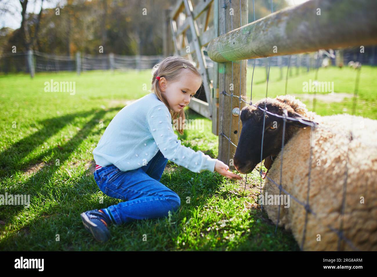 Adorable little girl playing with sheep at farm. Child familiarizing ...