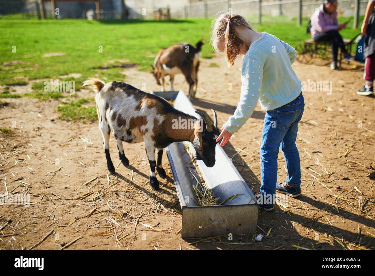 Adorable little girl playing with goats at farm. Child familiarizing ...