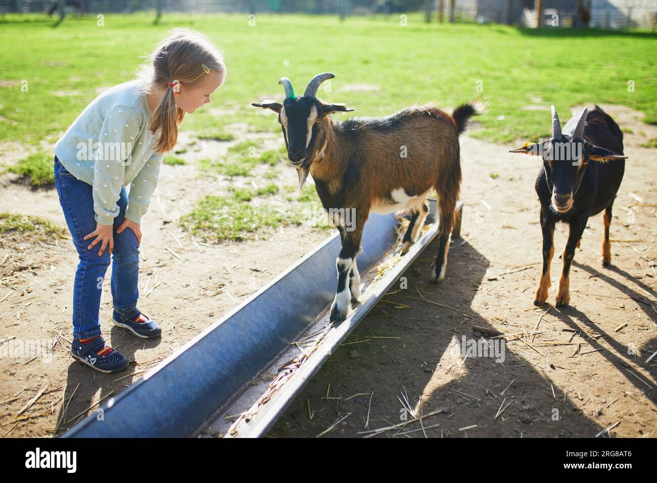 Adorable little girl playing with goats at farm. Child familiarizing ...
