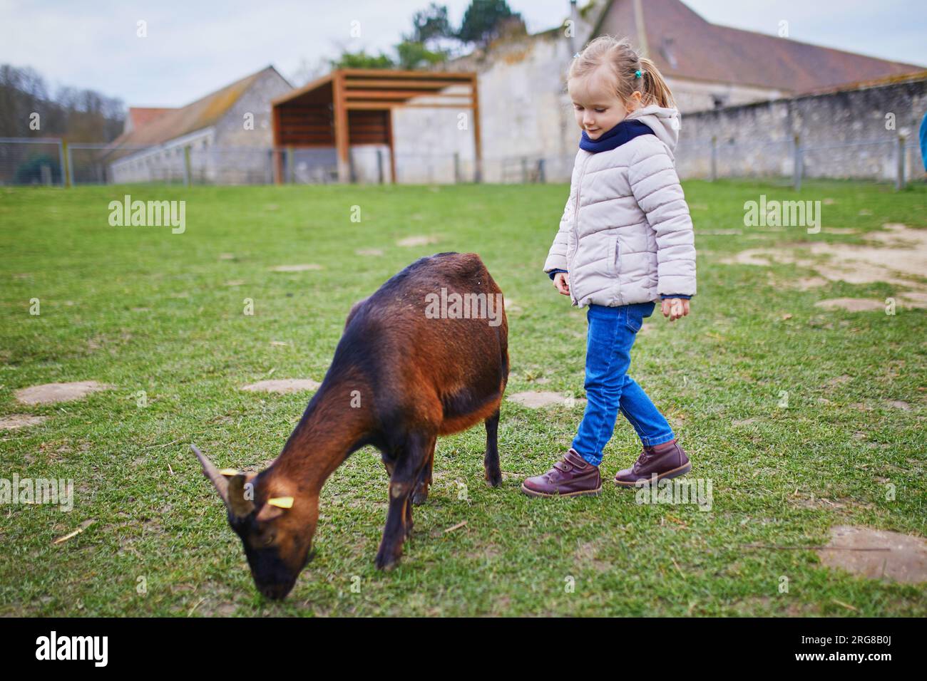 Adorable little girl playing with goats and sheep at farm. Child ...