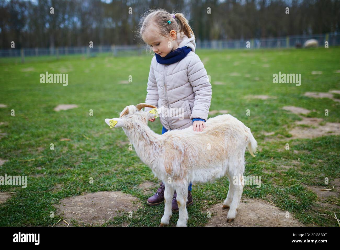 Adorable little girl playing with goats and sheep at farm. Child ...