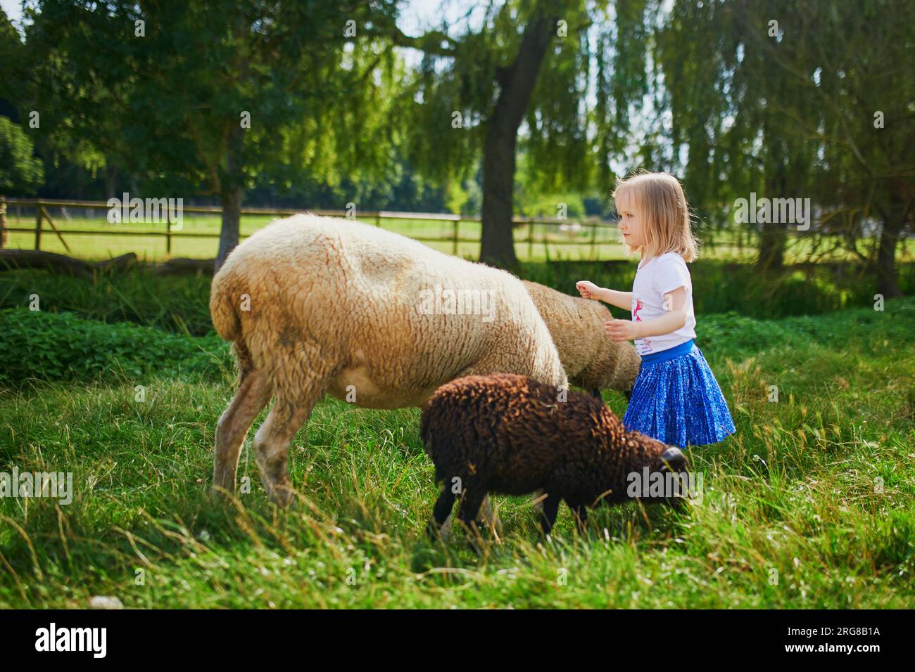 Adorable little girl playing with goats and sheep at farm. Child ...