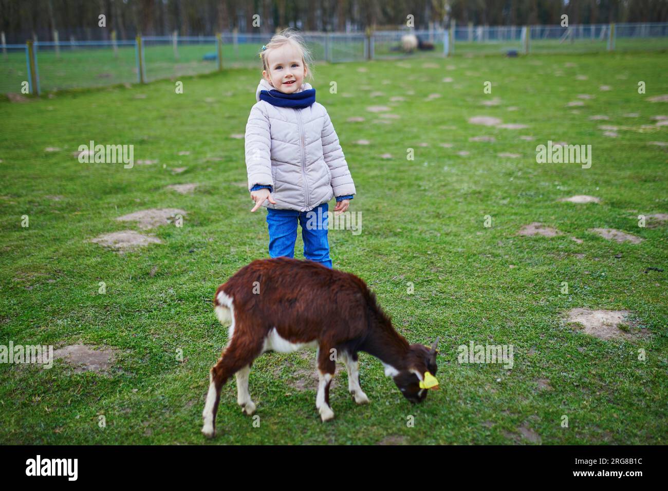 Adorable little girl playing with goats and sheep at farm. Child ...
