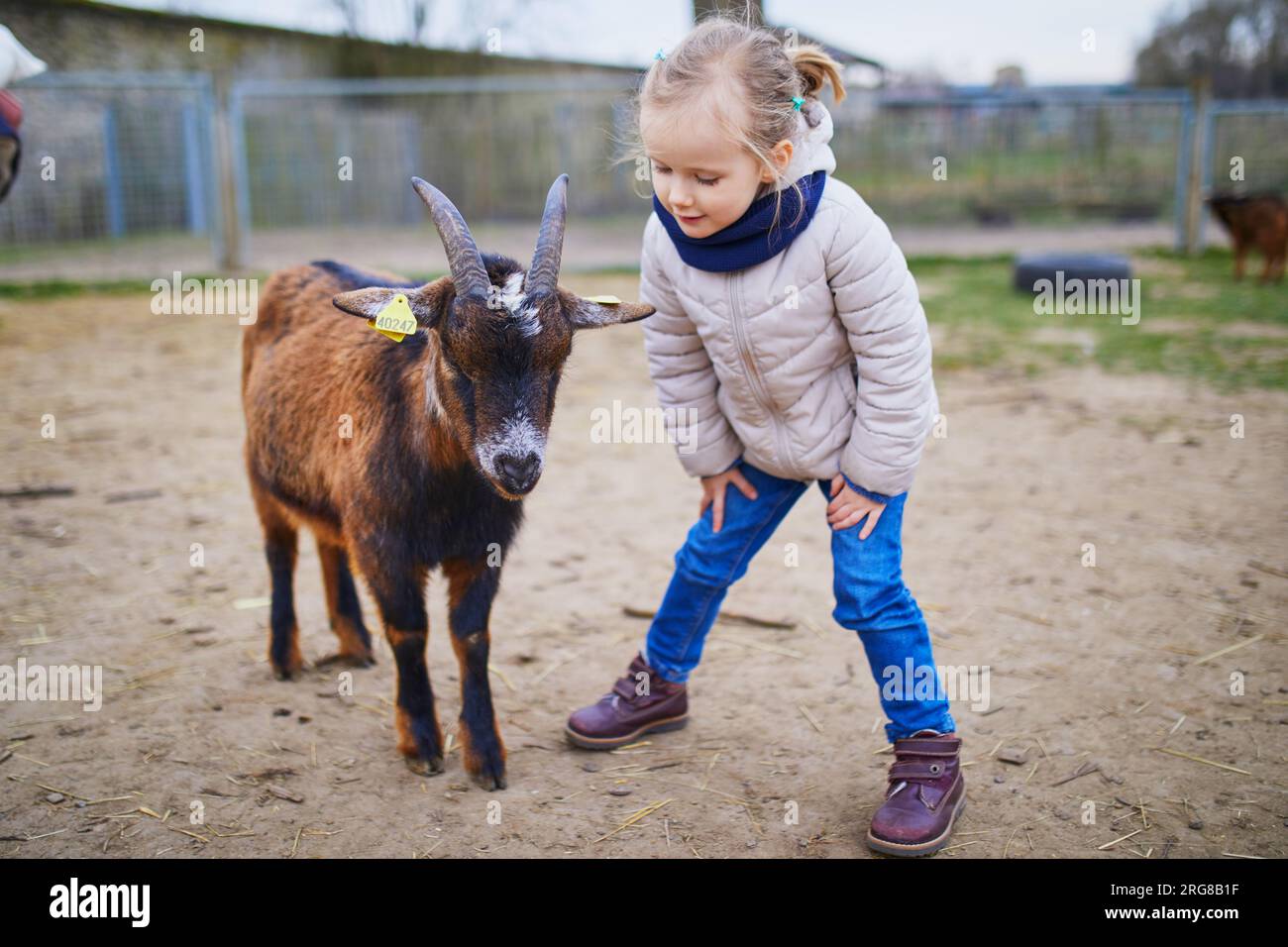 Adorable little girl playing with goats and sheep at farm. Child ...