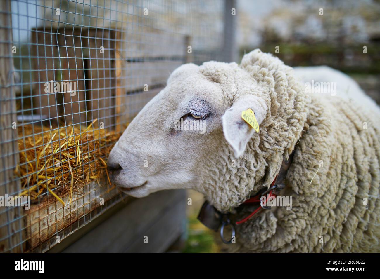 Large white sheep eating hay on a farm Stock Photo - Alamy