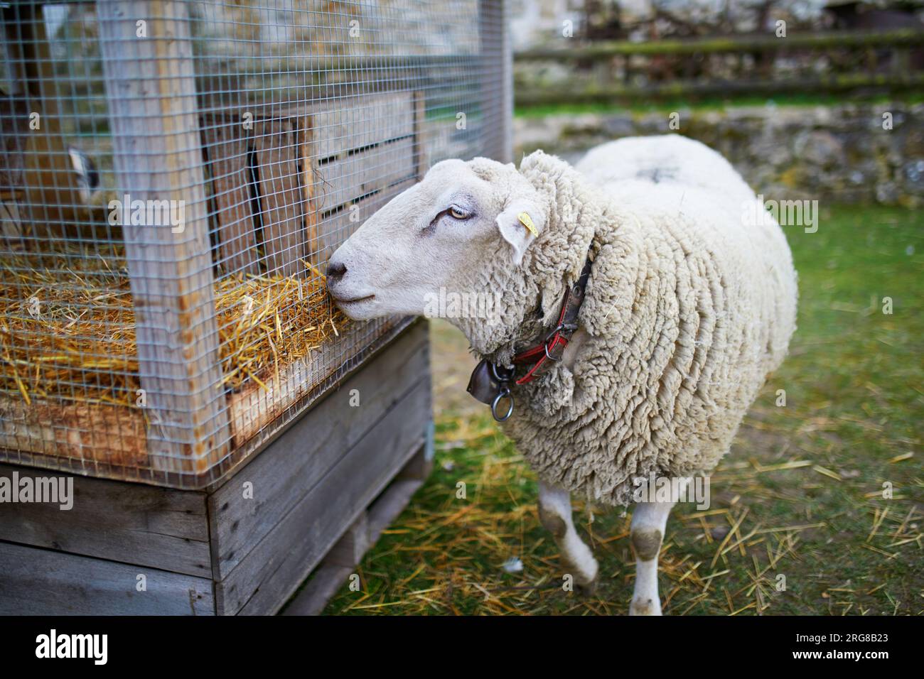 Large white sheep eating hay on a farm Stock Photo - Alamy