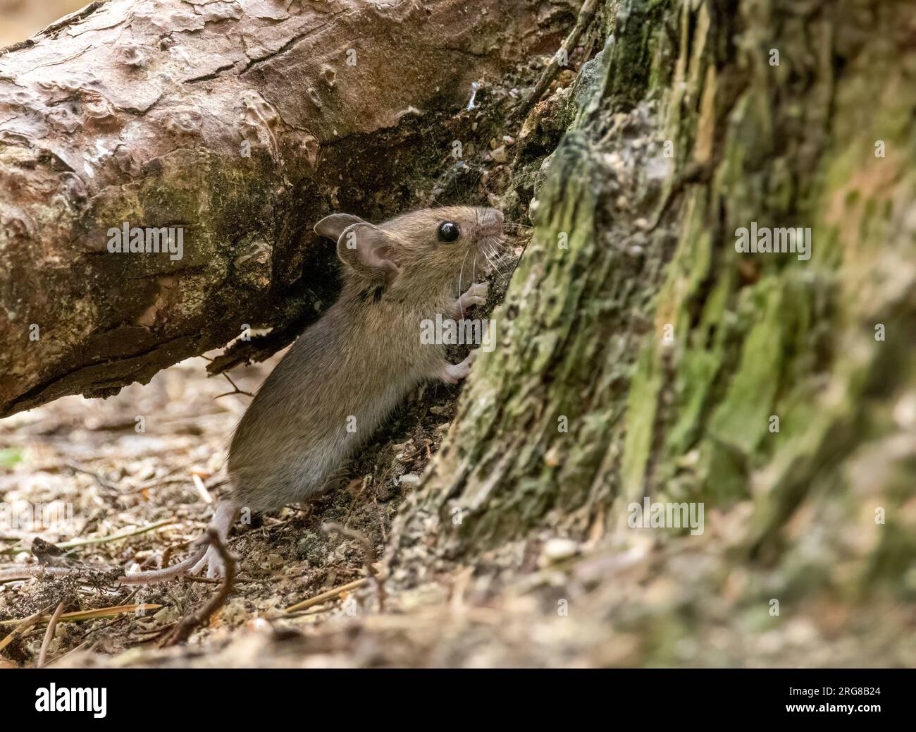 Very cute, tiny little woodland mouse with big eyes and ears and long ...