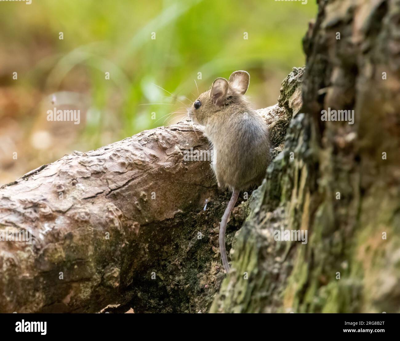 Very cute, tiny little woodland mouse with big eyes and ears and long whiskers foraging on the ...