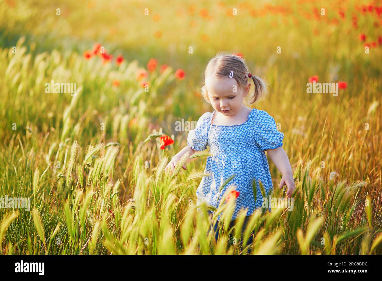 Adorable toddler girl in blue dress walking on cereal field with ...