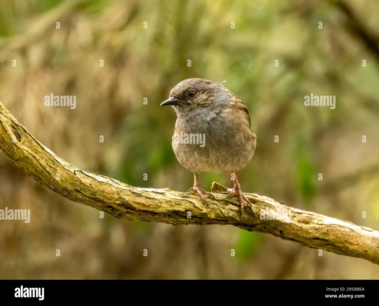 Small brown bird, Dunnock, otherwise known as a hedge sparrow, perched ...
