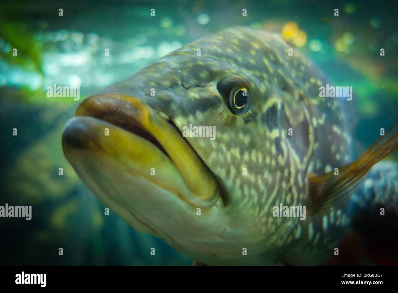 Close up grouper fish head hi-res stock photography and images - Alamy