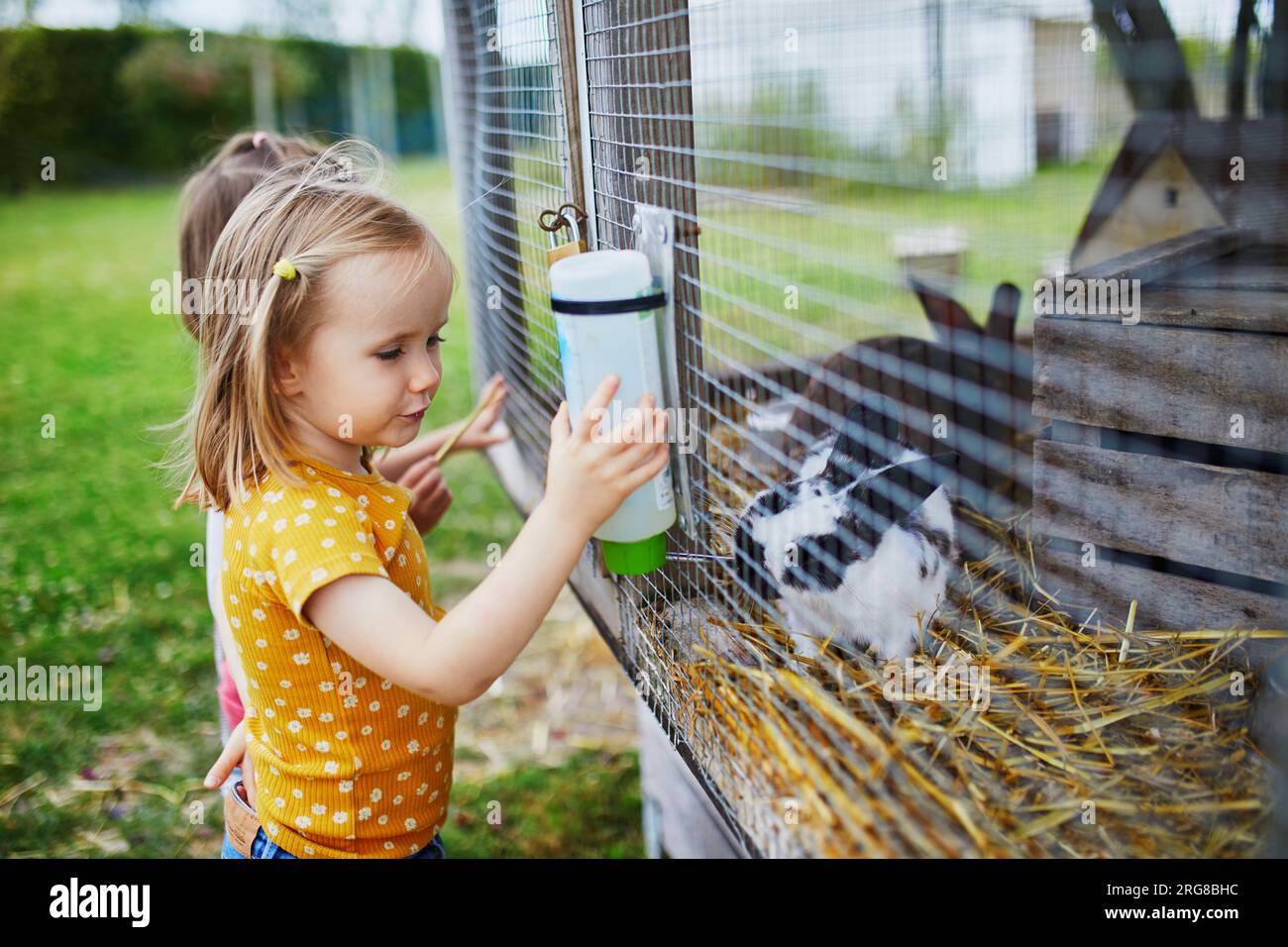 Adorable little girl feeding rabbit at farm. Child familiarizing ...