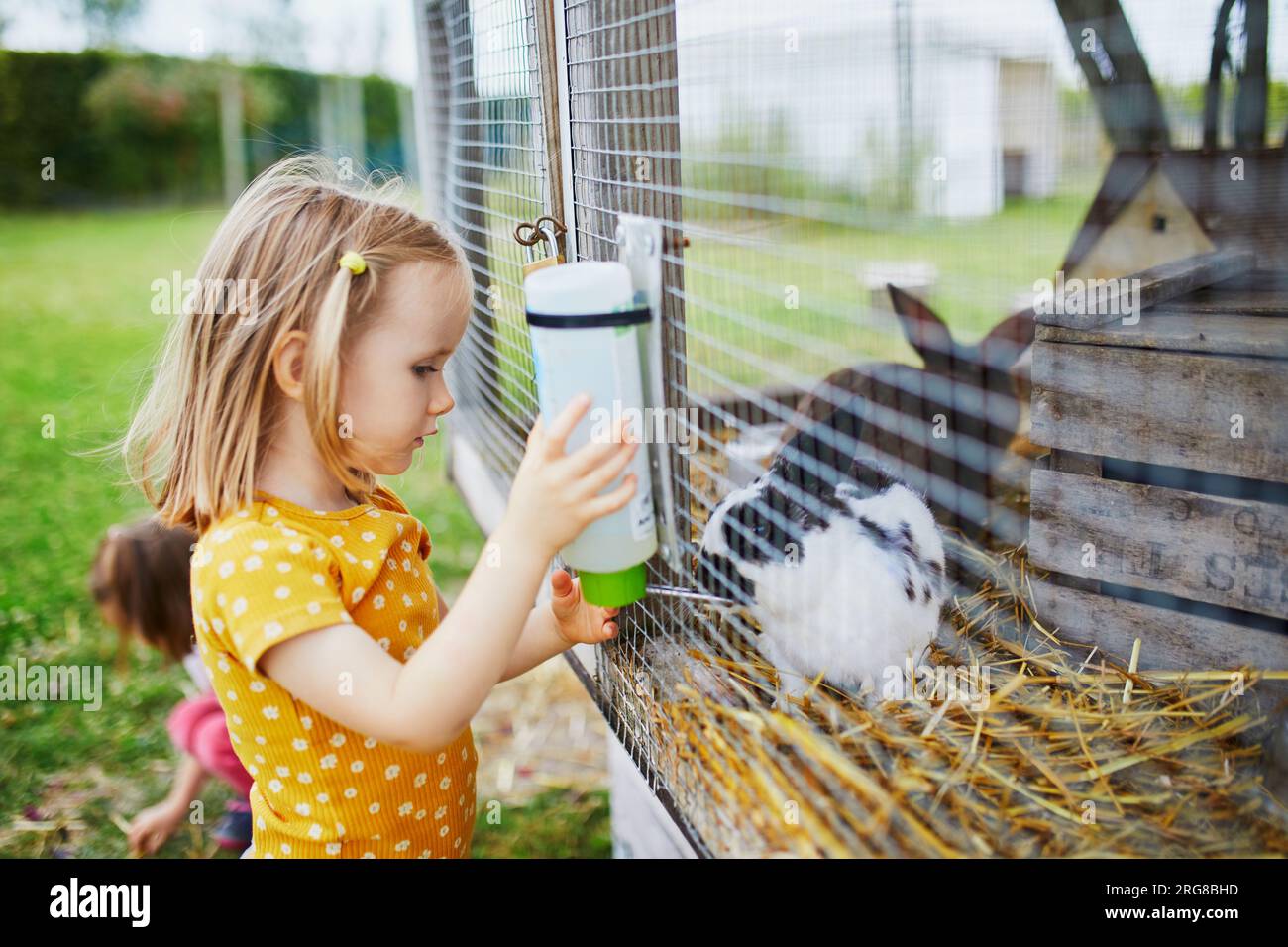 Adorable little girl feeding rabbit at farm. Child familiarizing ...