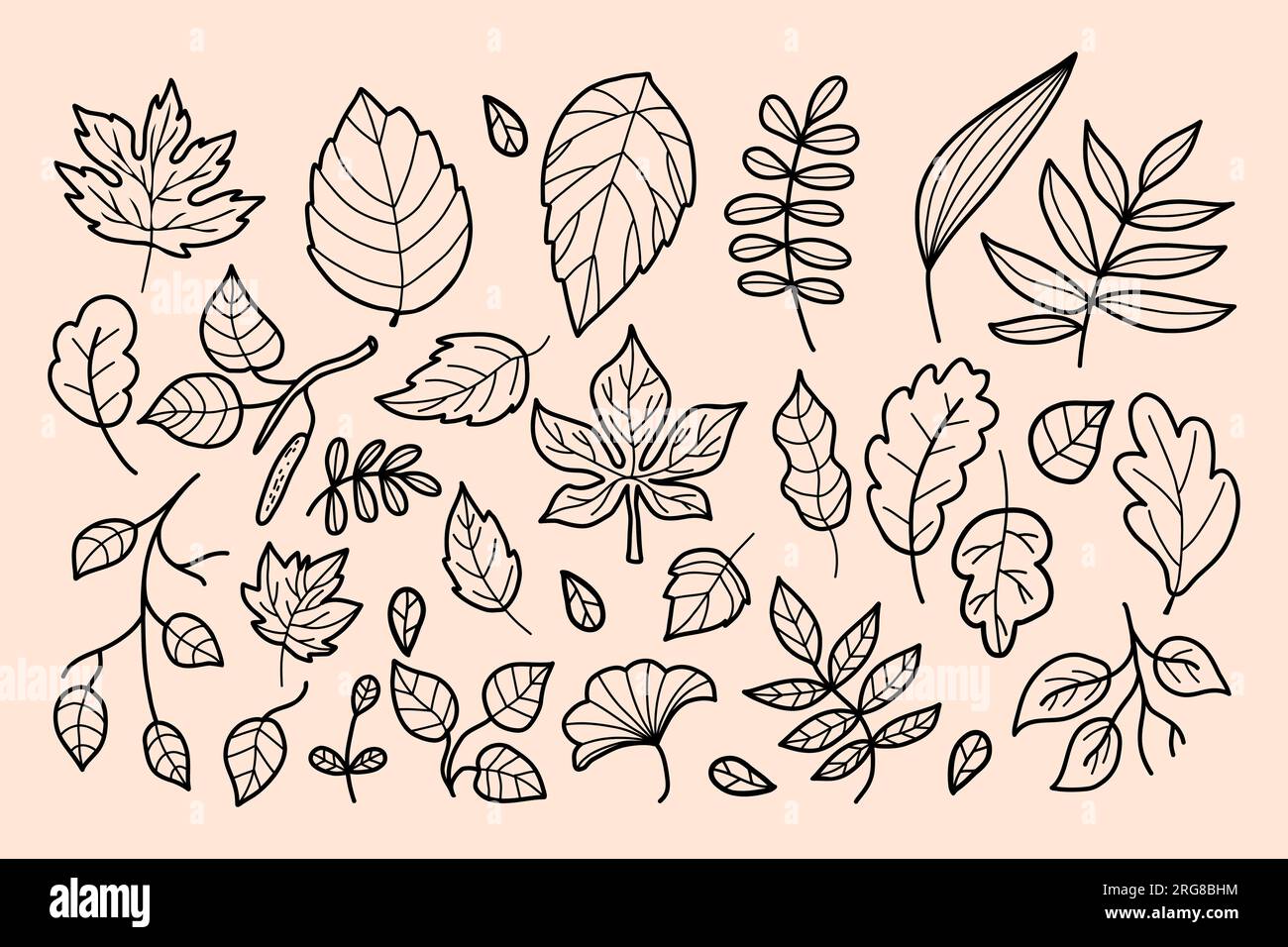 Collection autumn leaves. Vector illustration. Outline seasonal forest ...