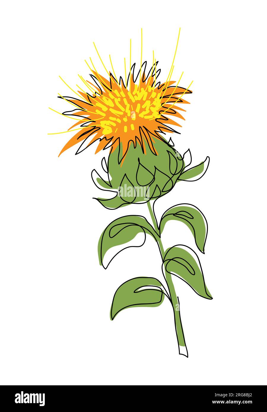 Safflower flower vector illustration. One continuous line art drawing ...