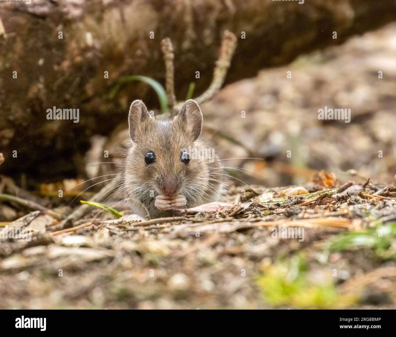Foraging mouse hi-res stock photography and images - Alamy