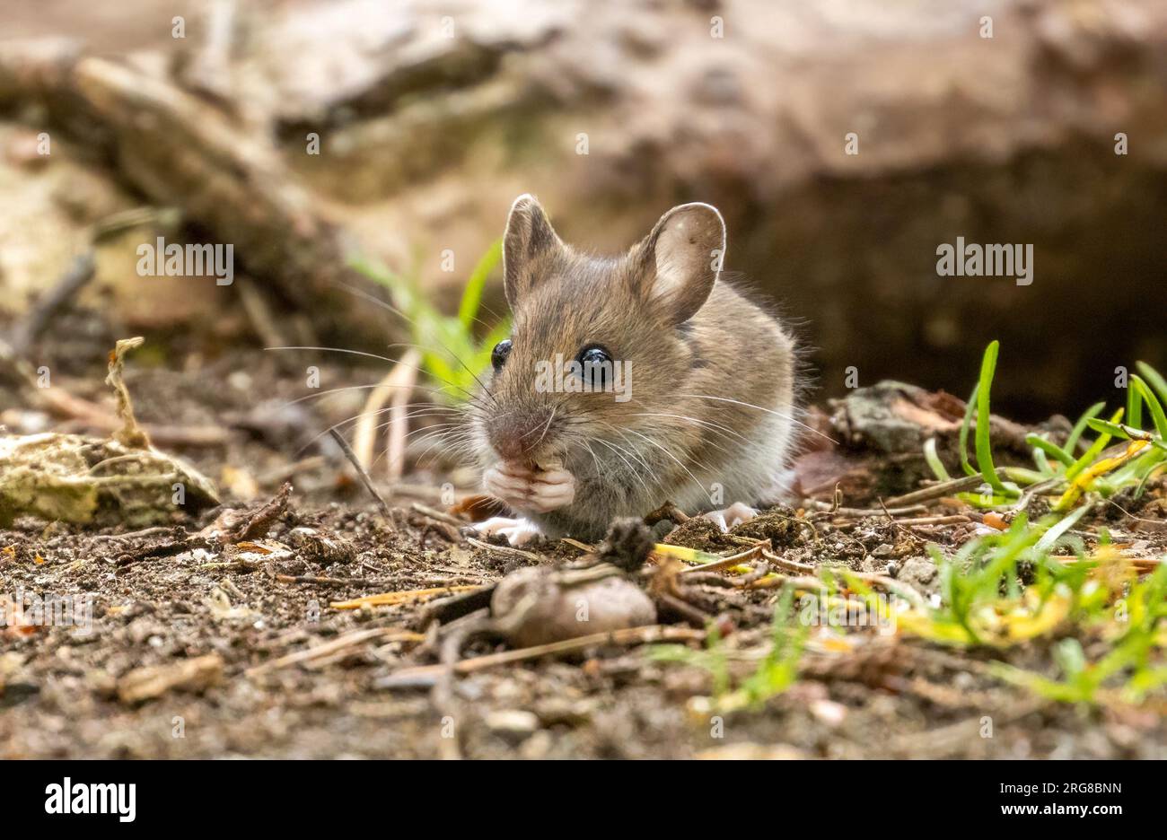 Very cute, tiny little woodland mouse with big eyes and ears and long ...