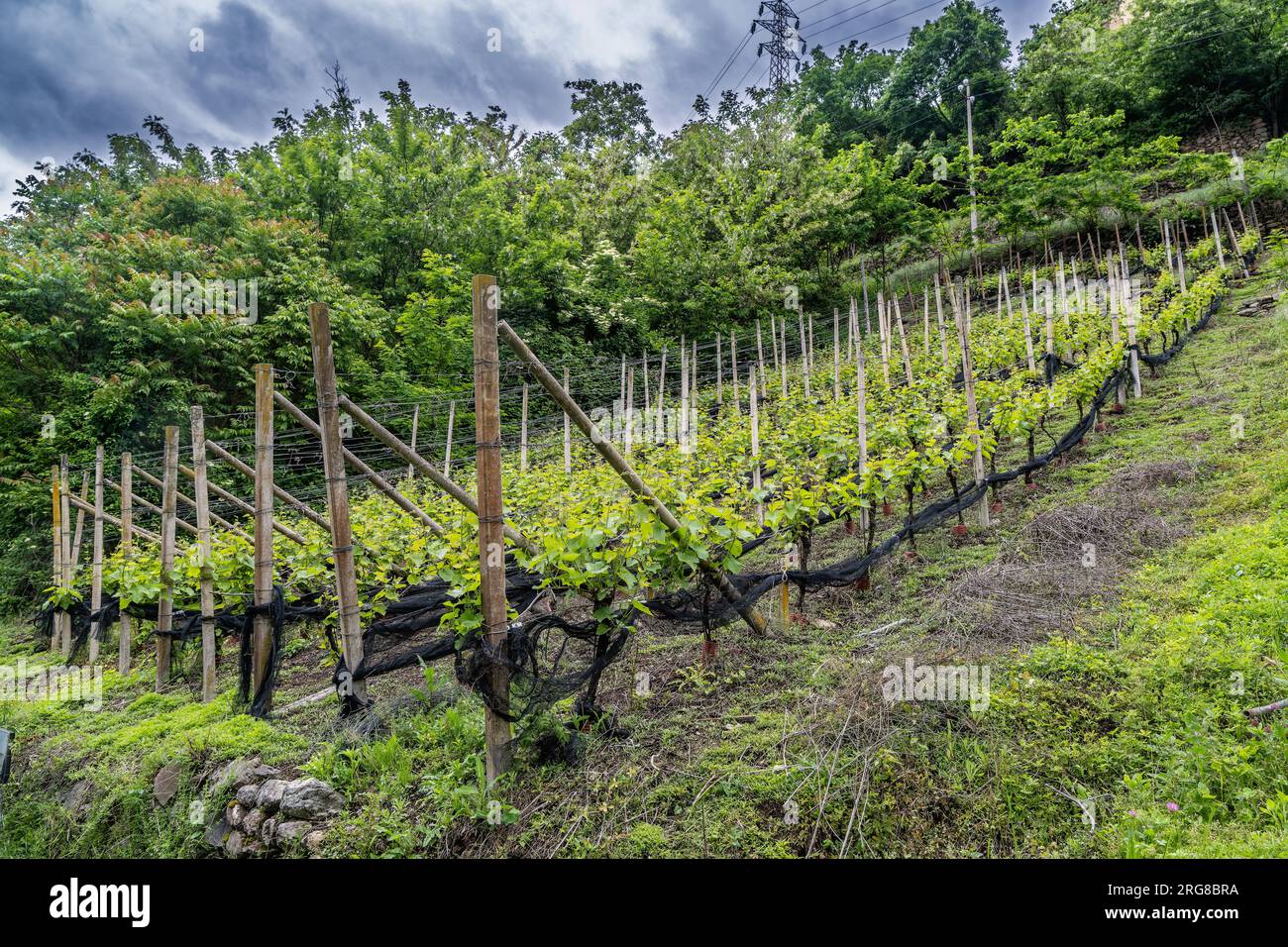 Vinyards plantation hi-res stock photography and images - Alamy