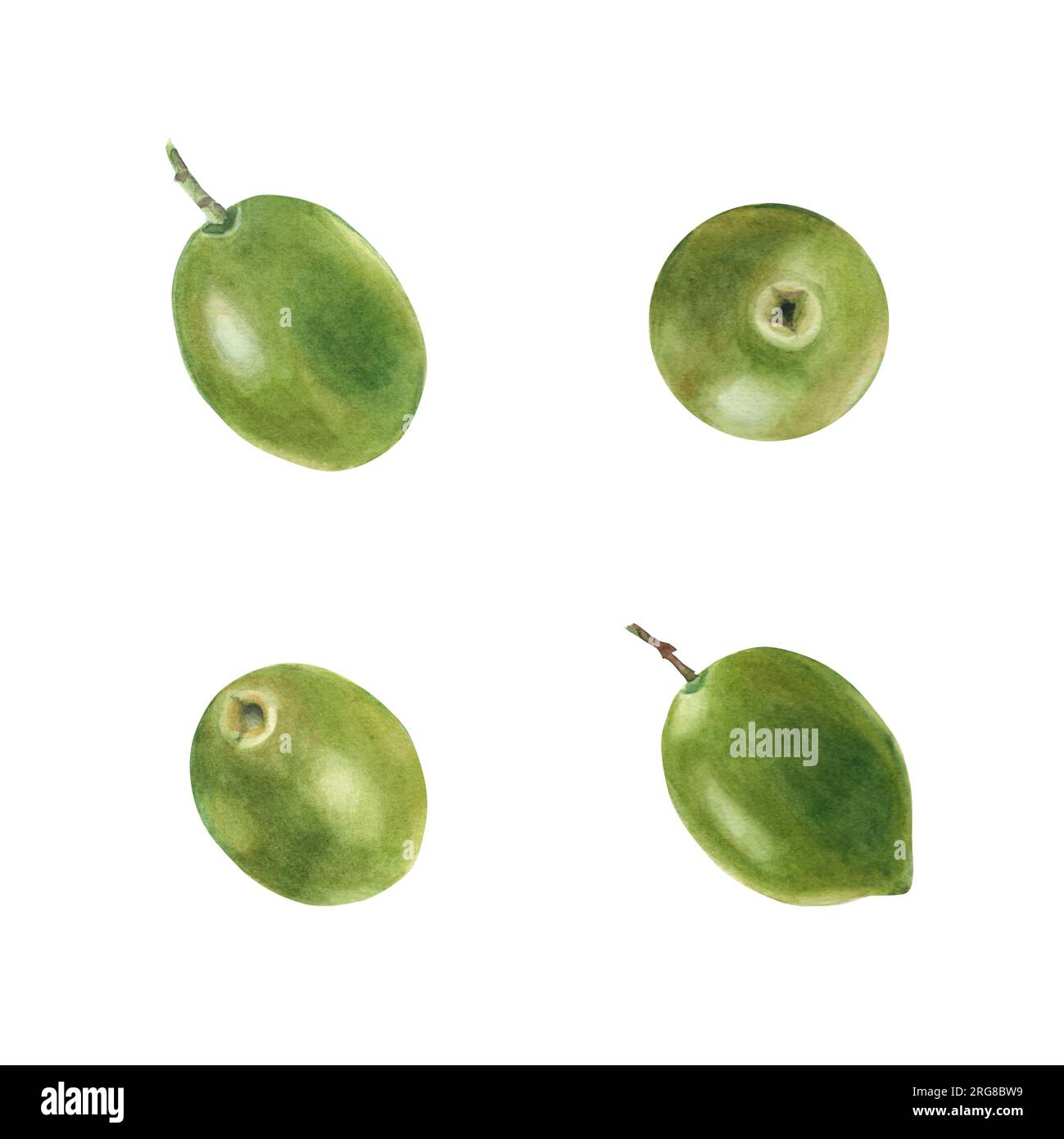Green olives set isolated on white background. Watercolor hand drawn ...