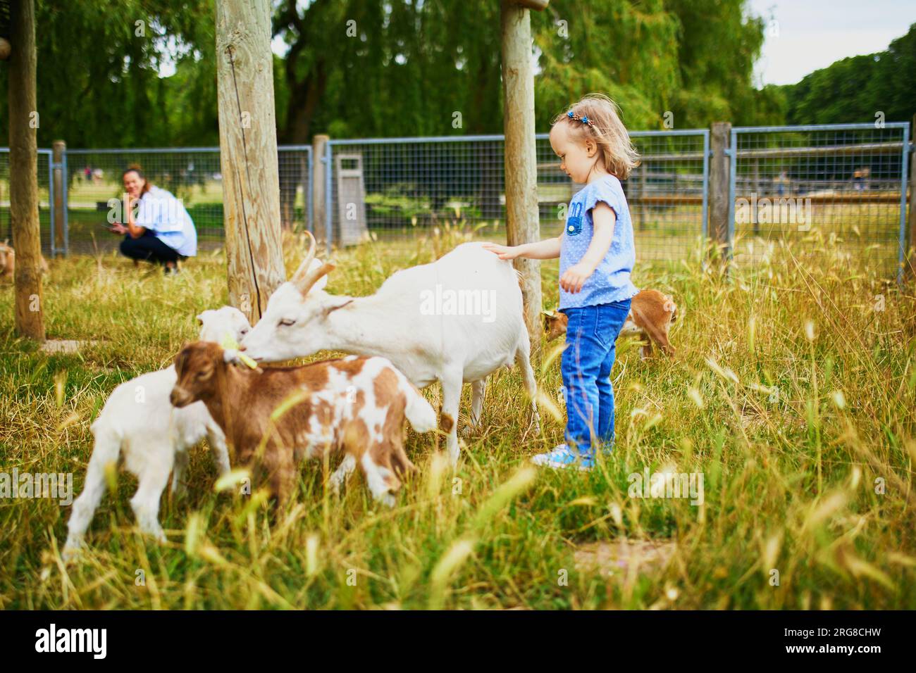 Adorable toddler girl playing with goats at farm. Child familiarizing ...