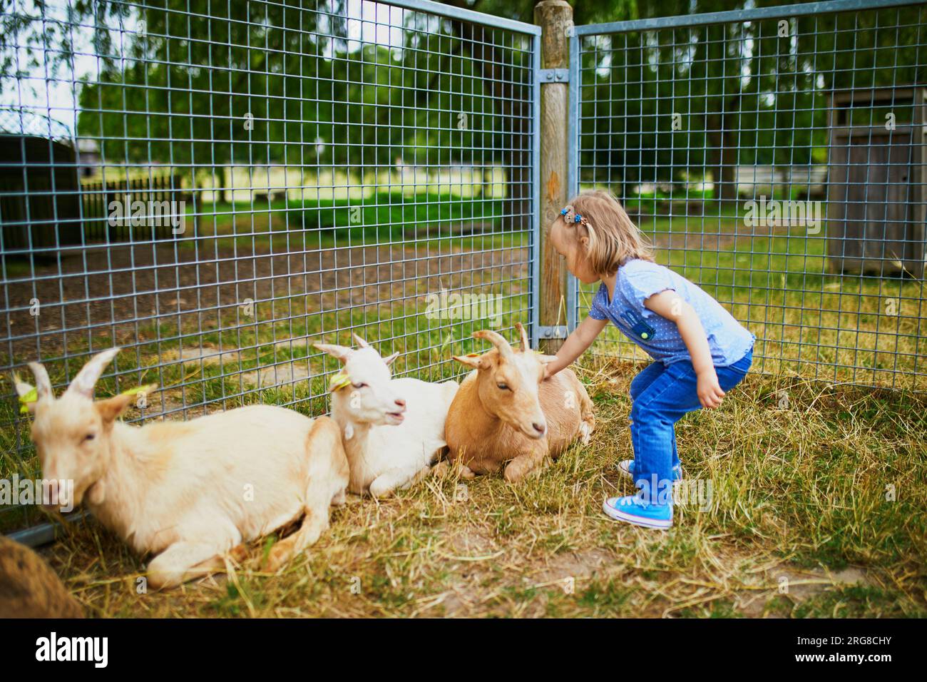 Adorable toddler girl playing with goats at farm. Child familiarizing ...