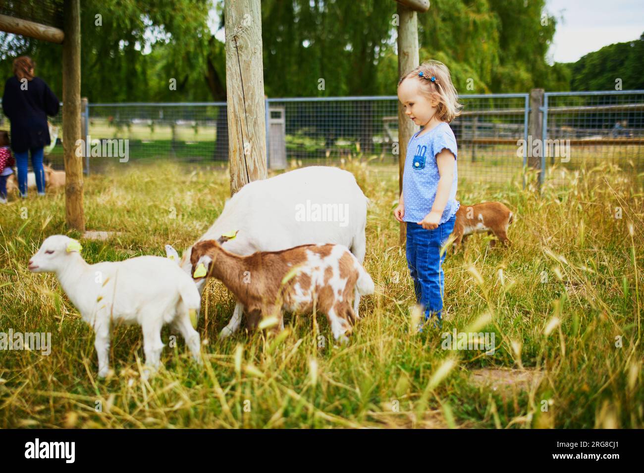 Adorable toddler girl playing with goats at farm. Child familiarizing ...